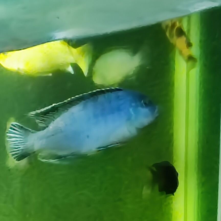 Псевдотрофеус Пиндани