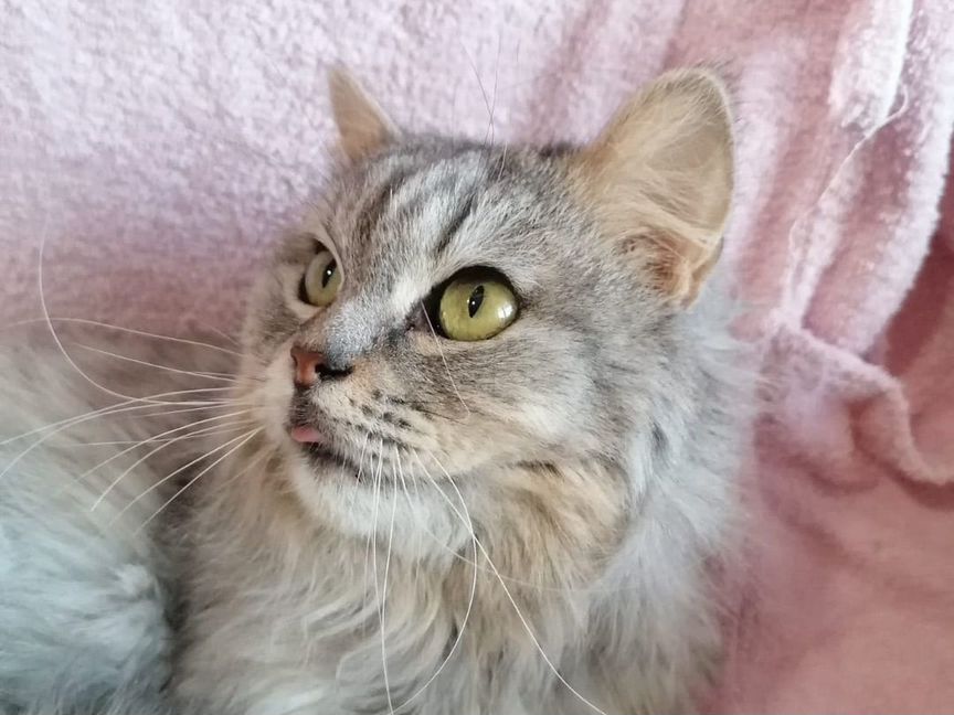 Кошечка Муся