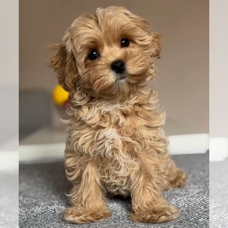 Мальтипу, щенок