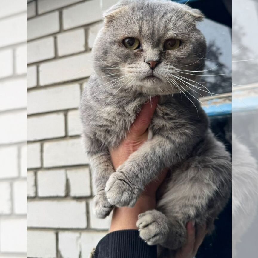 Взрослый кот в добрые руки