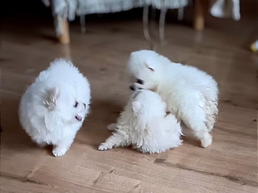 Микромини померанчики. Рассрочка