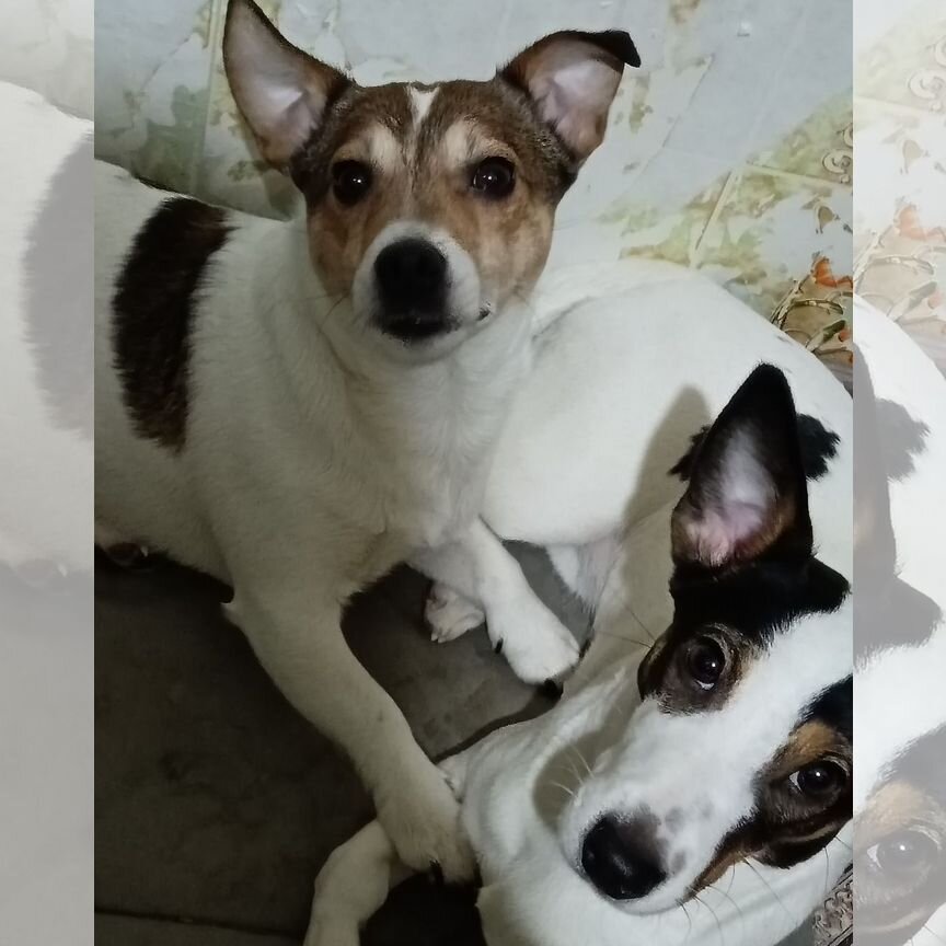 Джек-рассел-терьер, взрослая собака