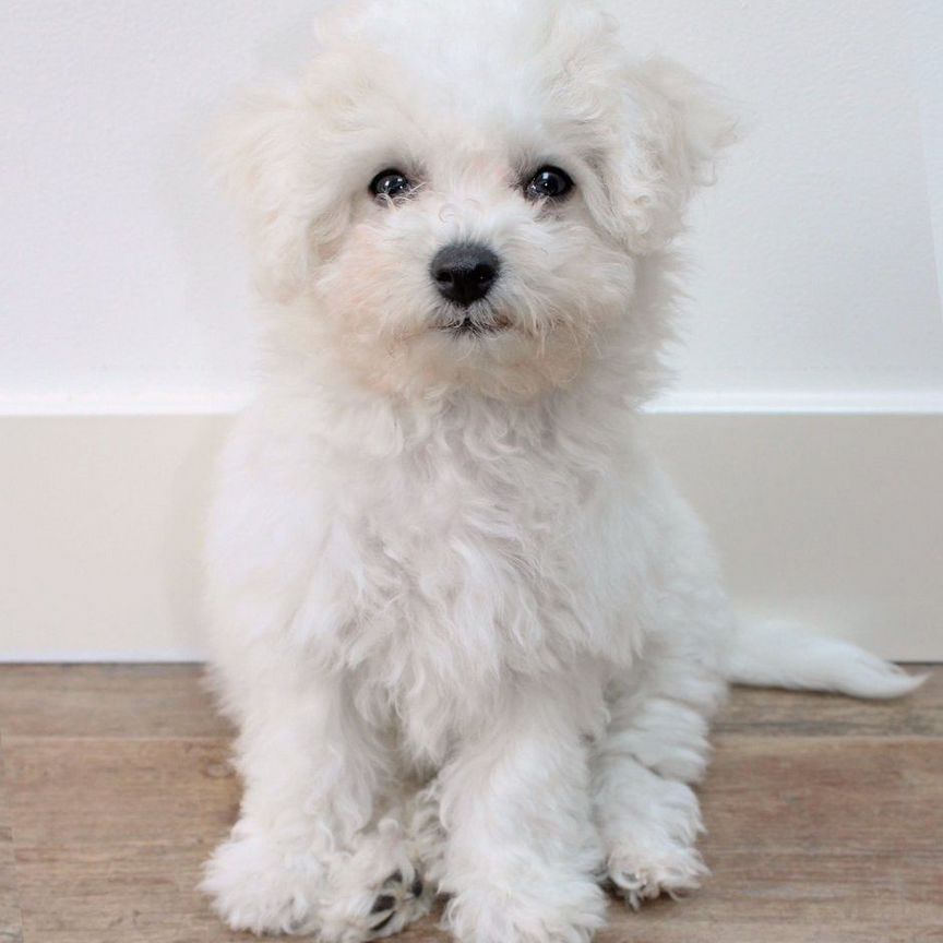 Белоснежный мальчик мальтипу