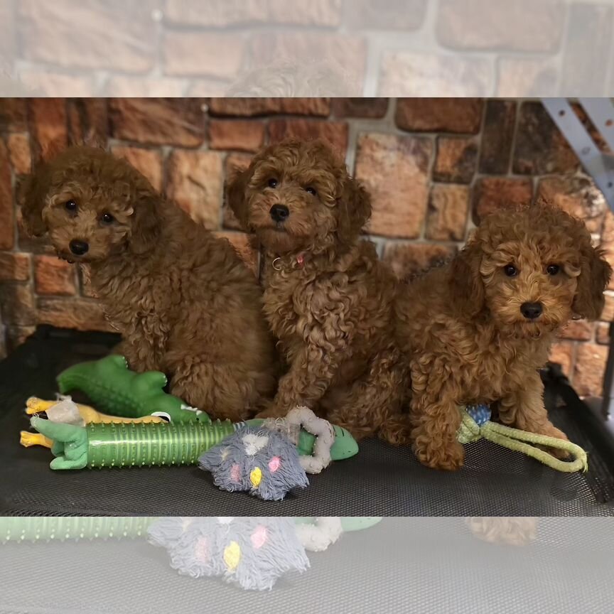 Пудель, щенок