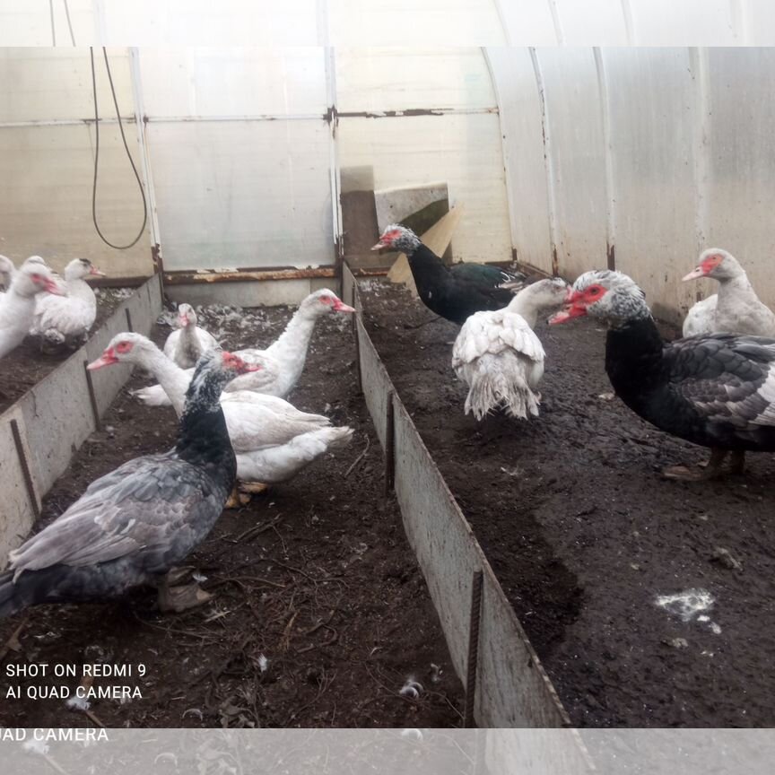 Мускусные утки