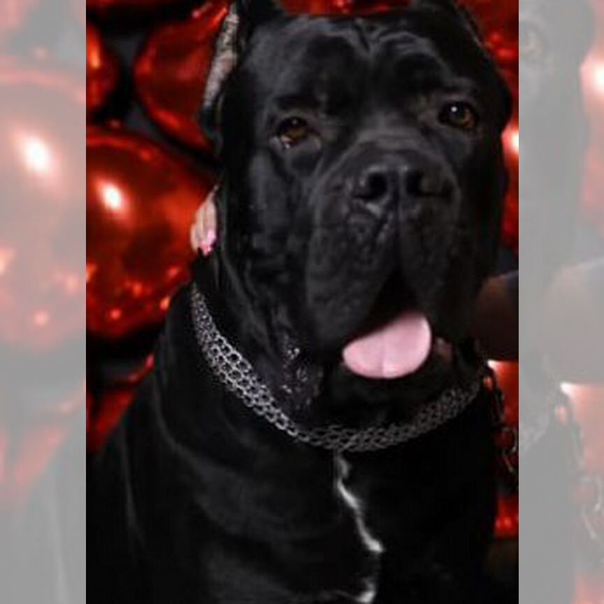 Кане-корсо, взрослый пёс