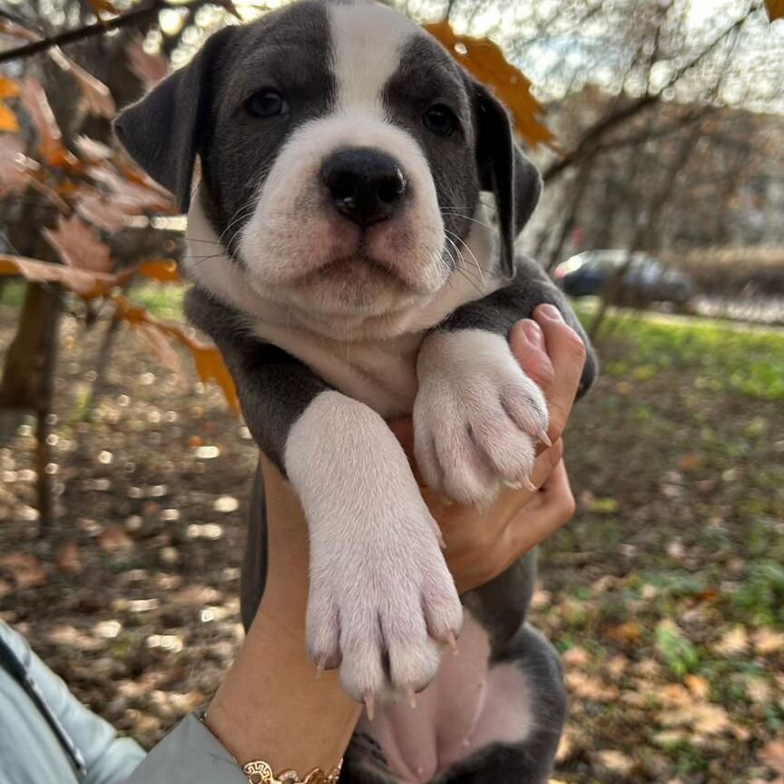 Американский стаффордширский терьер, щенок