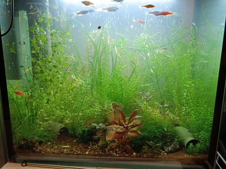 Растения для аквариума