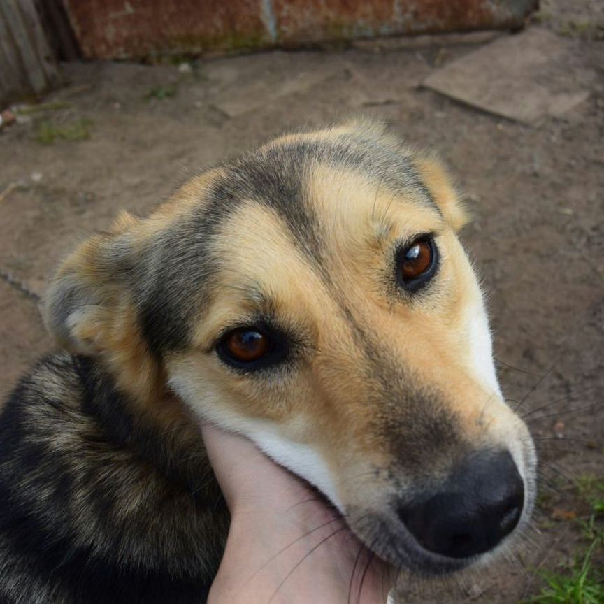 Отдам собаку в добрые руки