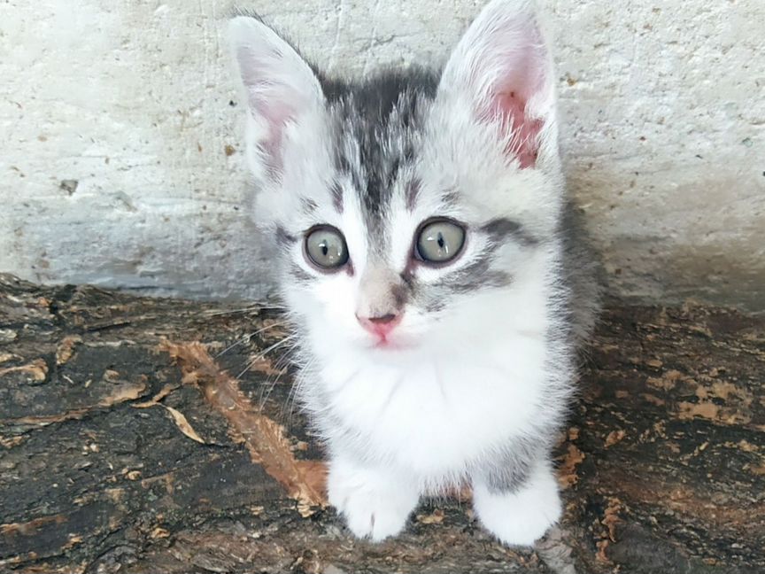 Котик Бельджамин ищет домик