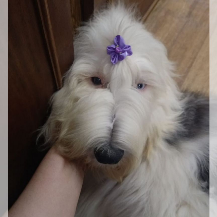 Бобтейл, щенок