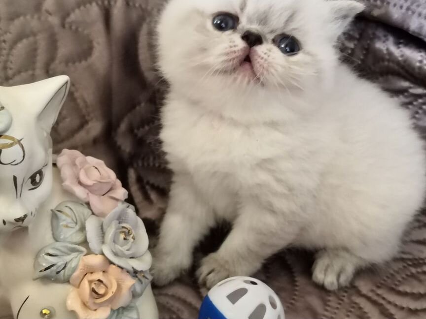 Экзотические котята помпушки