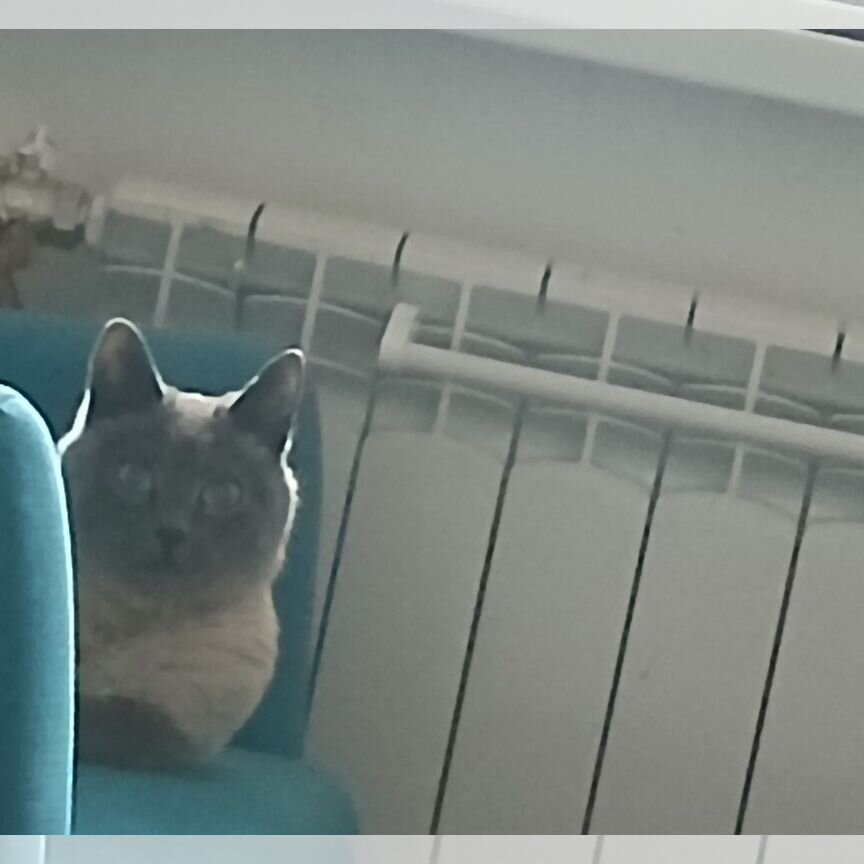 Кот в добрые руки