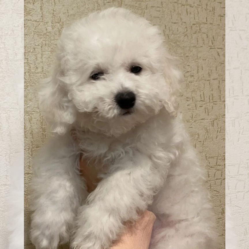 Бишон фризе, щенок