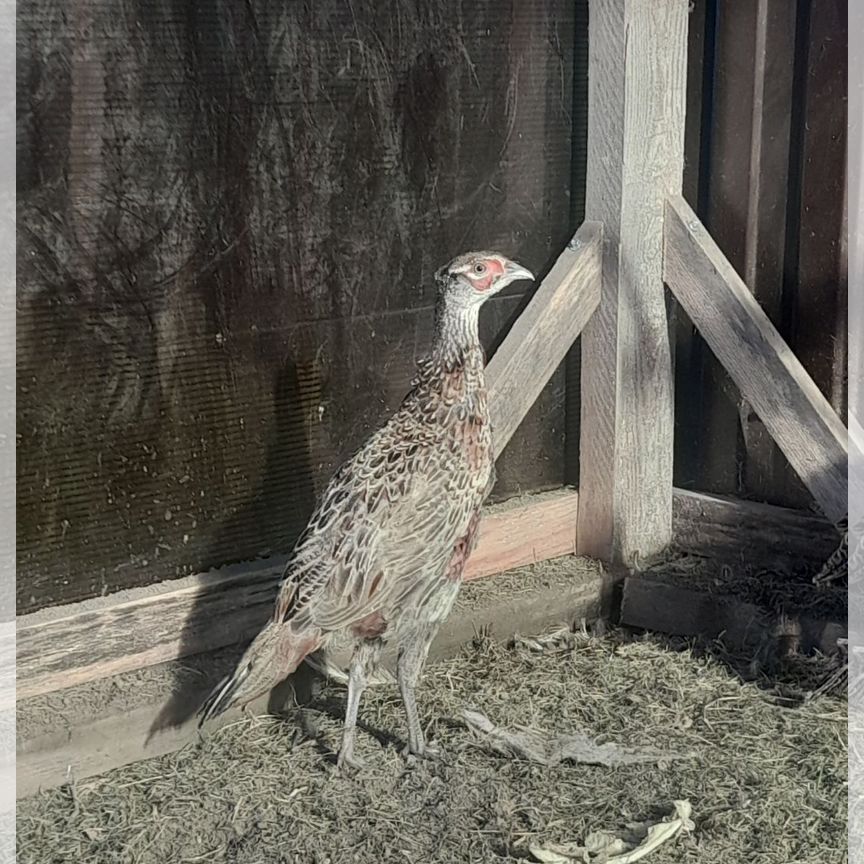 Фазан охотничий