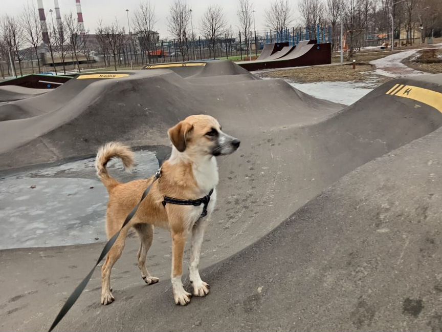 Собака небольшая в добрые ручки