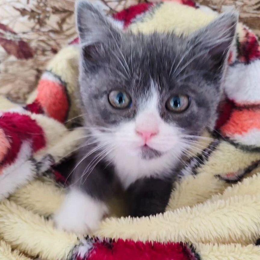 Котёнок в добрые руки