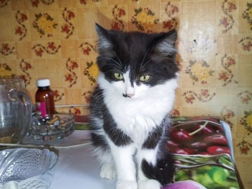 Кошечка Пиратка