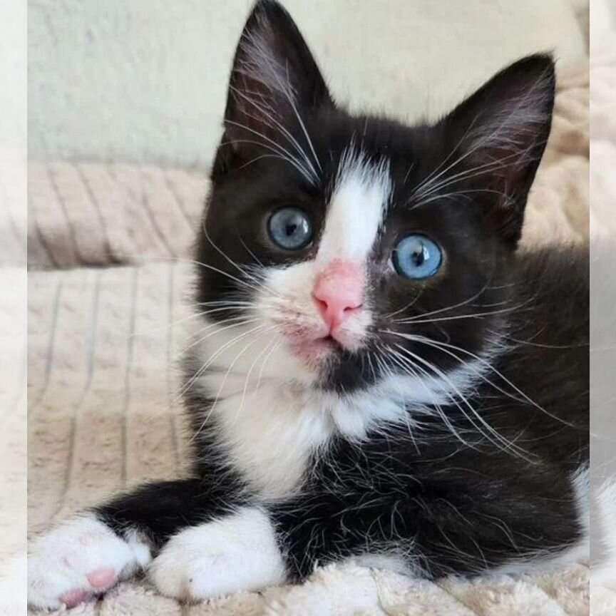 Котенок мальчик