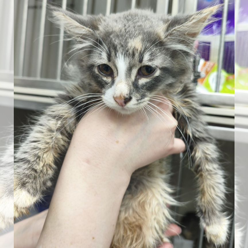Котёнок в добрые руки