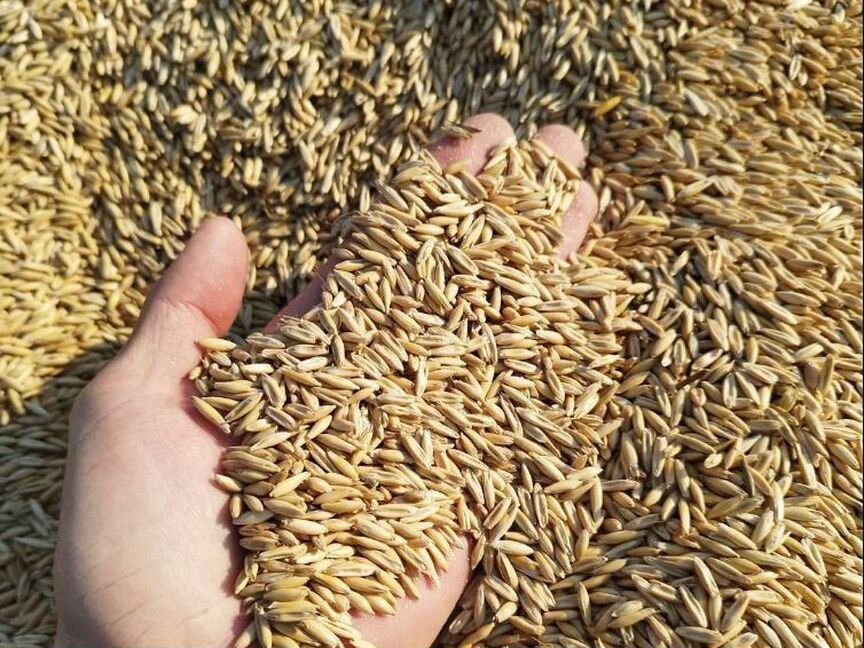 Гречиха, Соя на корм/посев