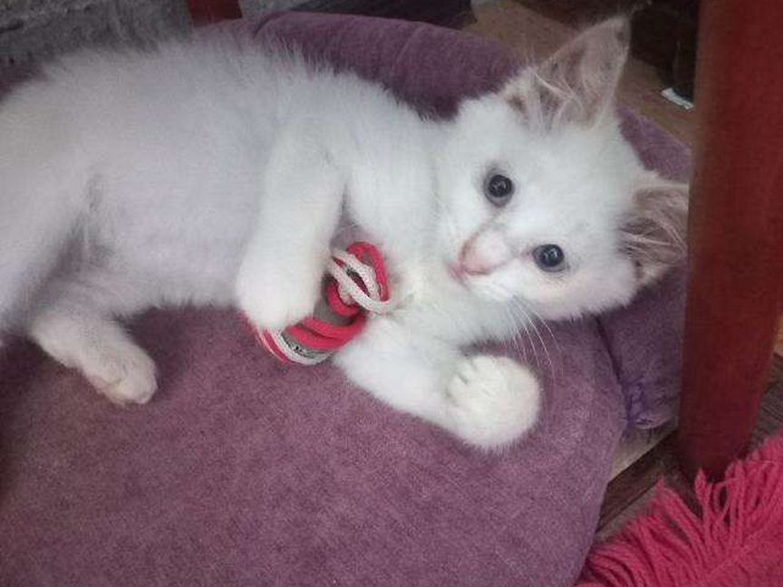 Красавец Мишка