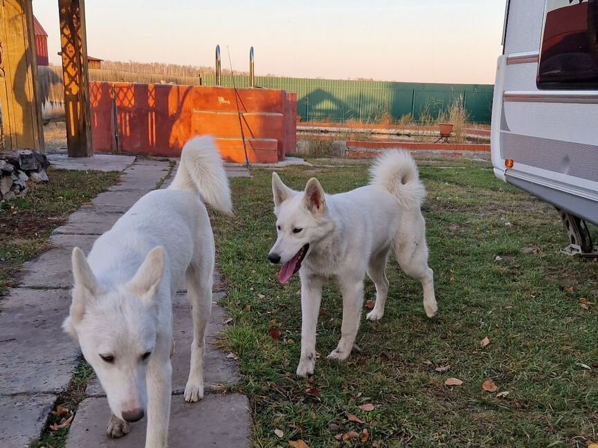 Восточно сибирская лайка