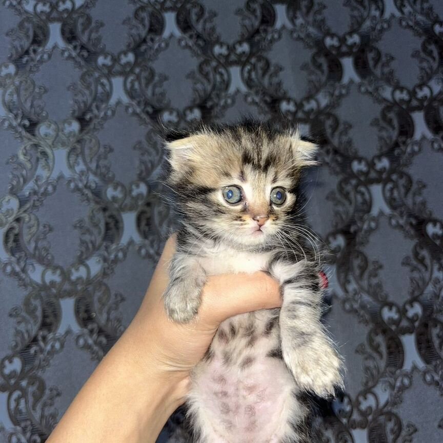 Котенок в добрые руки