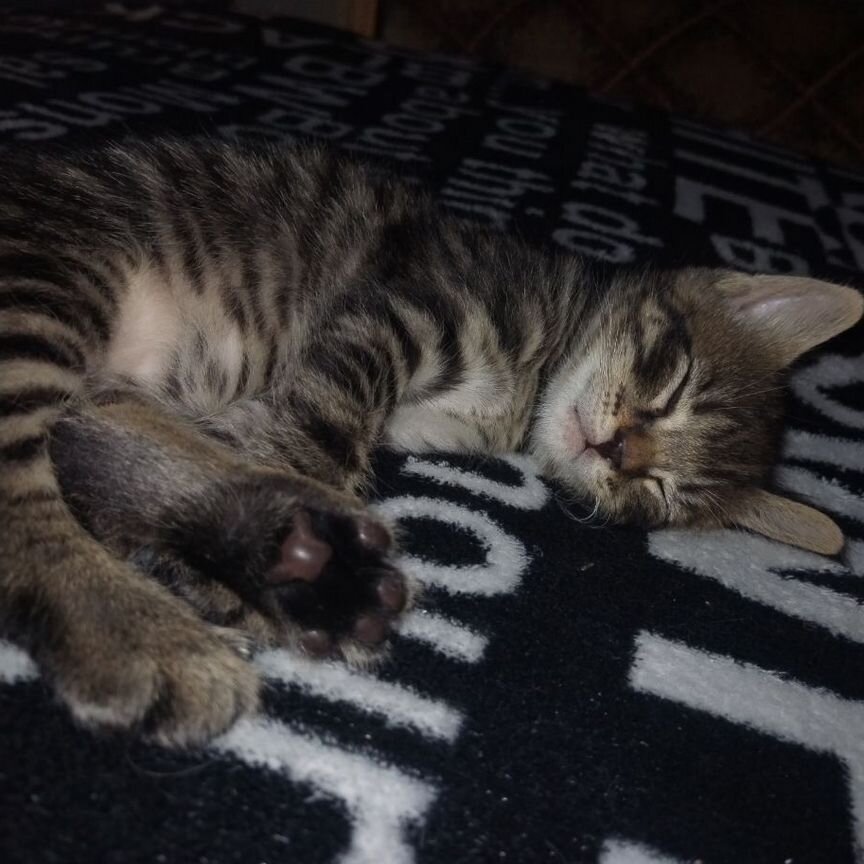 Мейн-кун котёнок