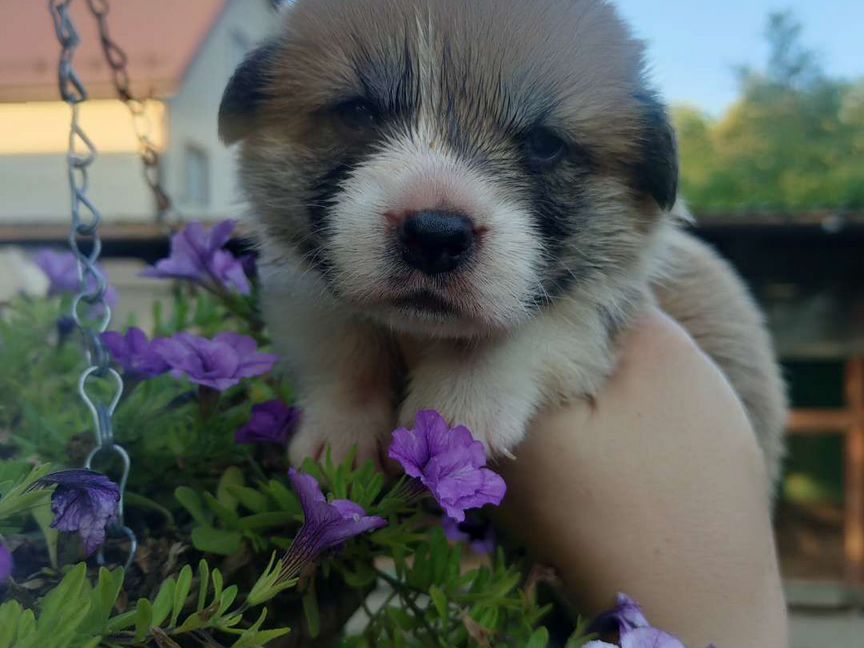 Вельш корги пемброк мальчик рыж бел
