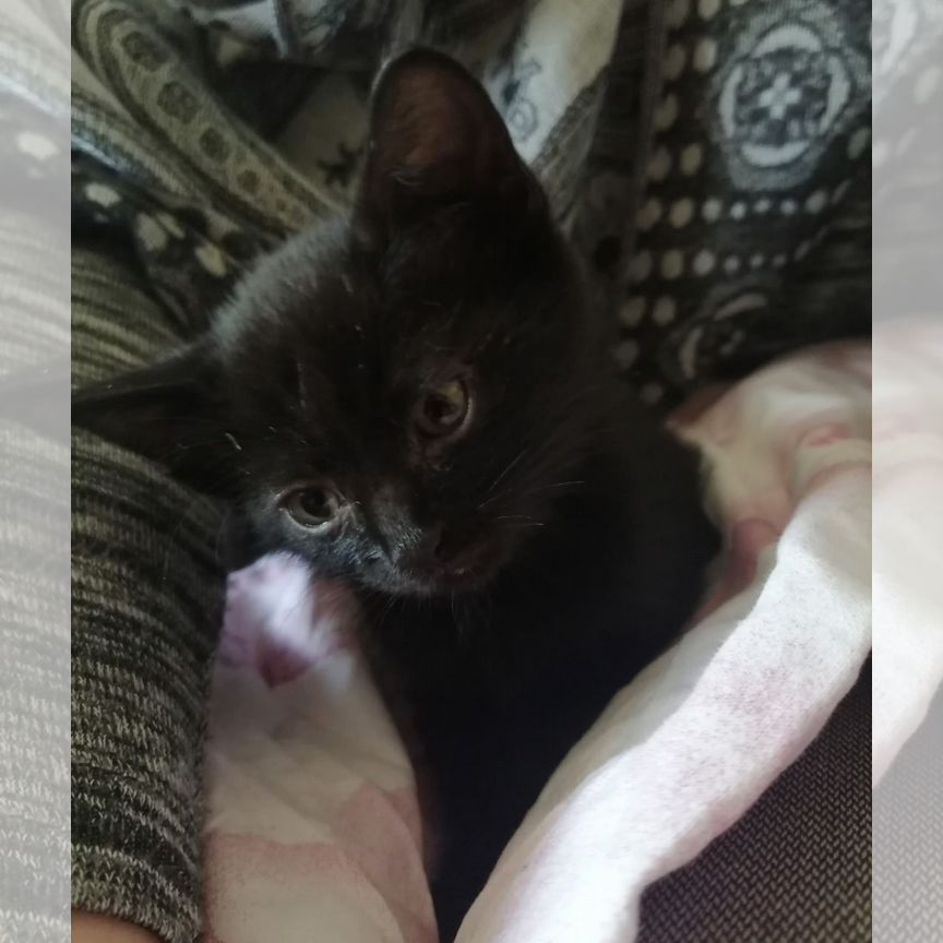 Котёнок в добрые руки