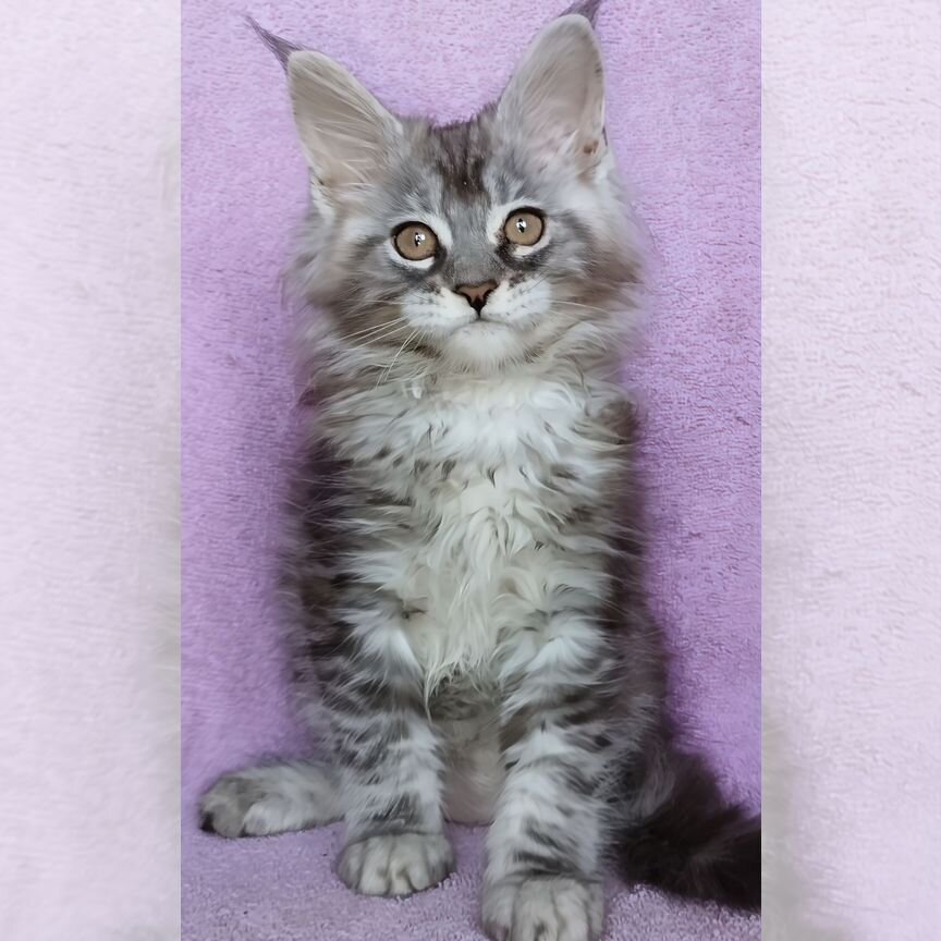 Мейн-кун котёнок