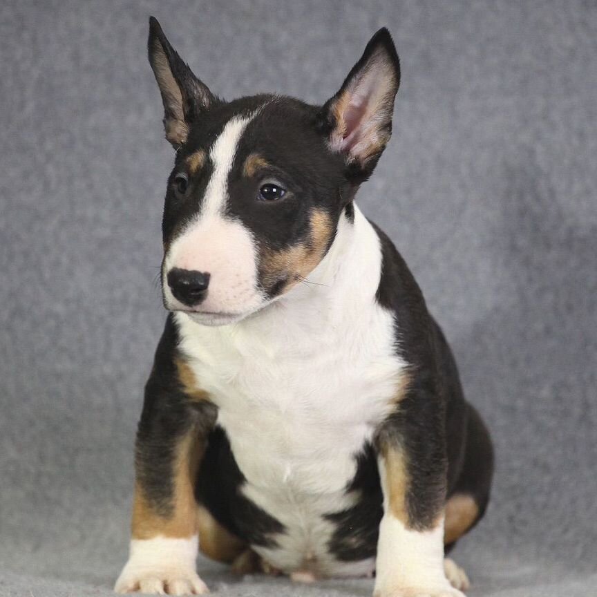 Бультерьер, щенок