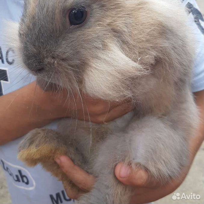 Продам декоративных кроликов