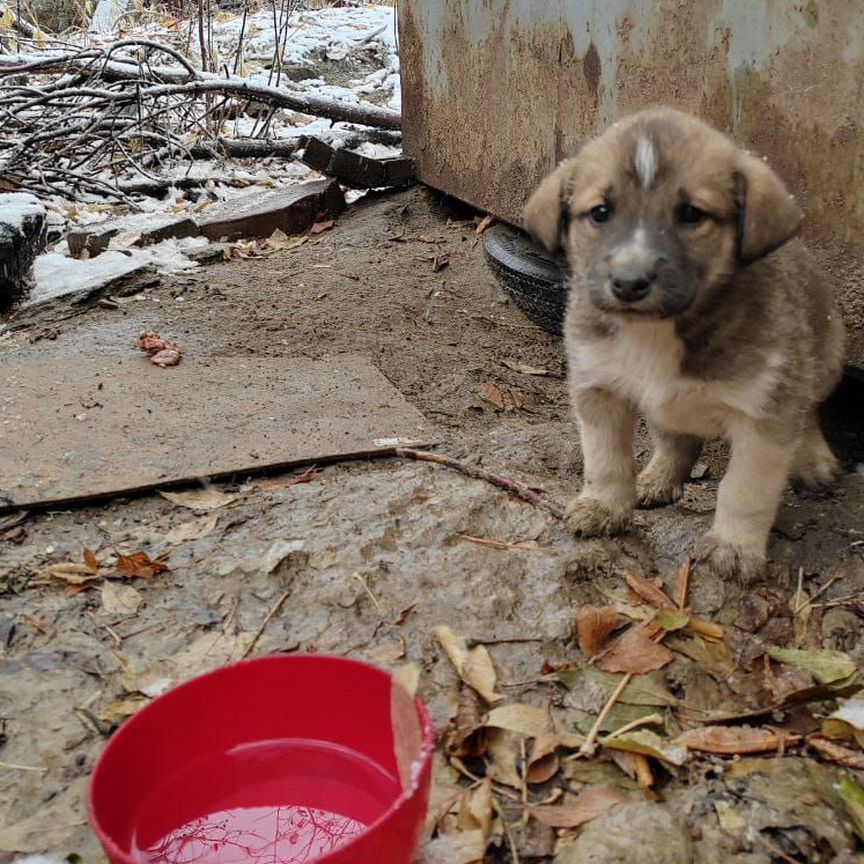 Щенок в добрые руки