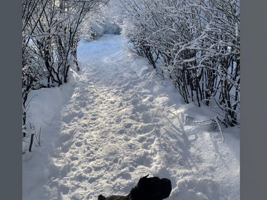 Собака шарпей