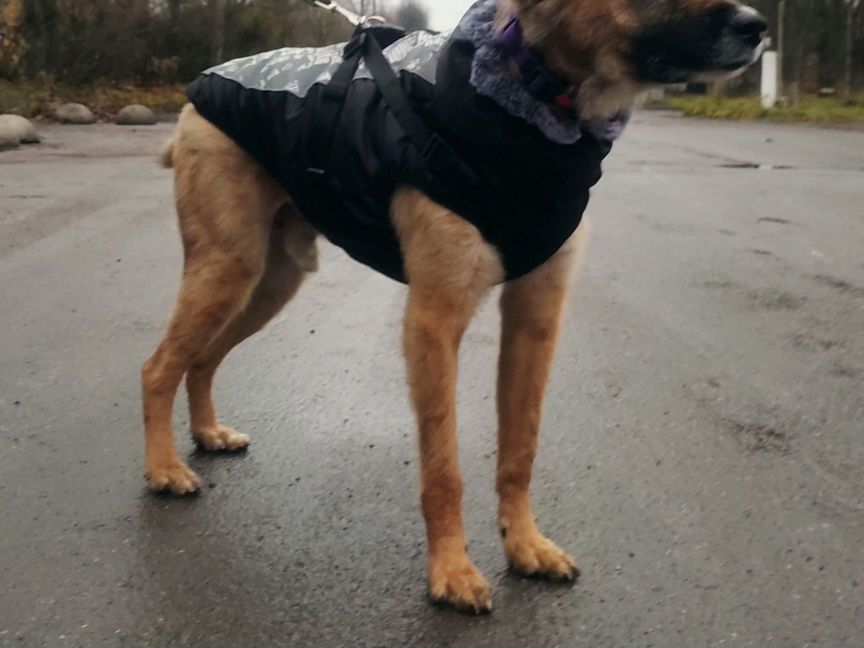 Собаки бесплатно в добрые руки