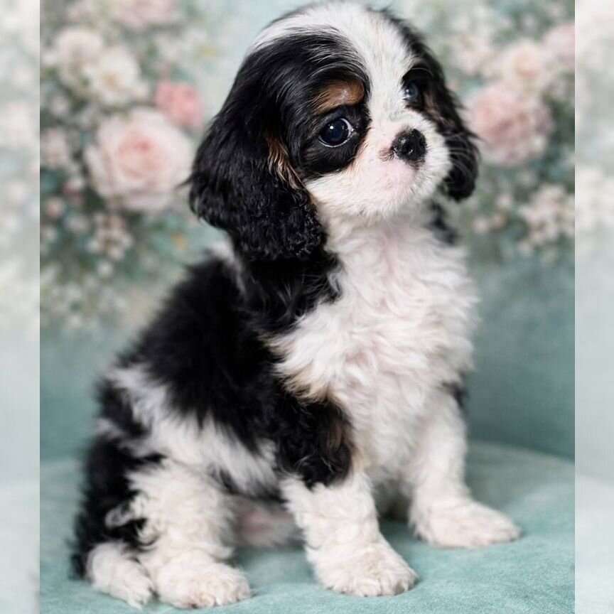 Кавалер кинг-чарльз-спаниель, щенок