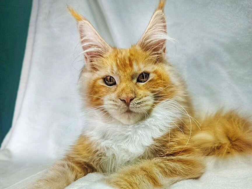 Котенок Мейн Кун полидакт