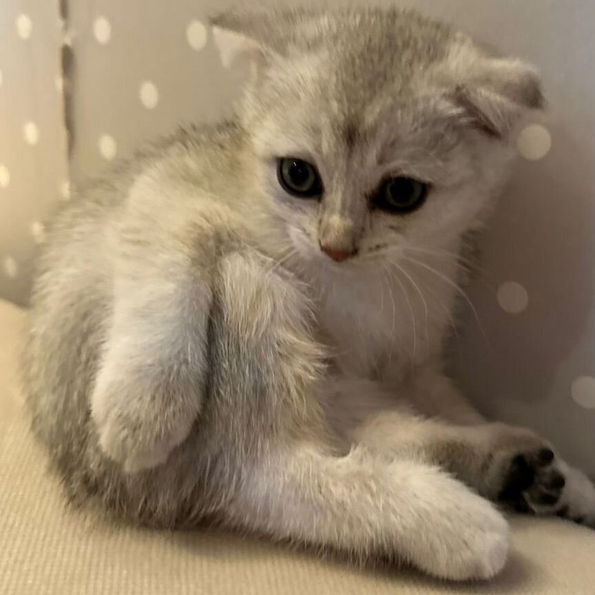 Шотландский вислоухий котенок