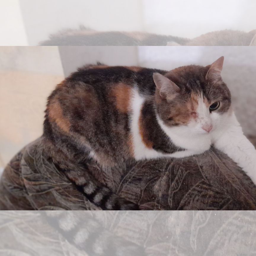 Кошка ищет доброе сердце