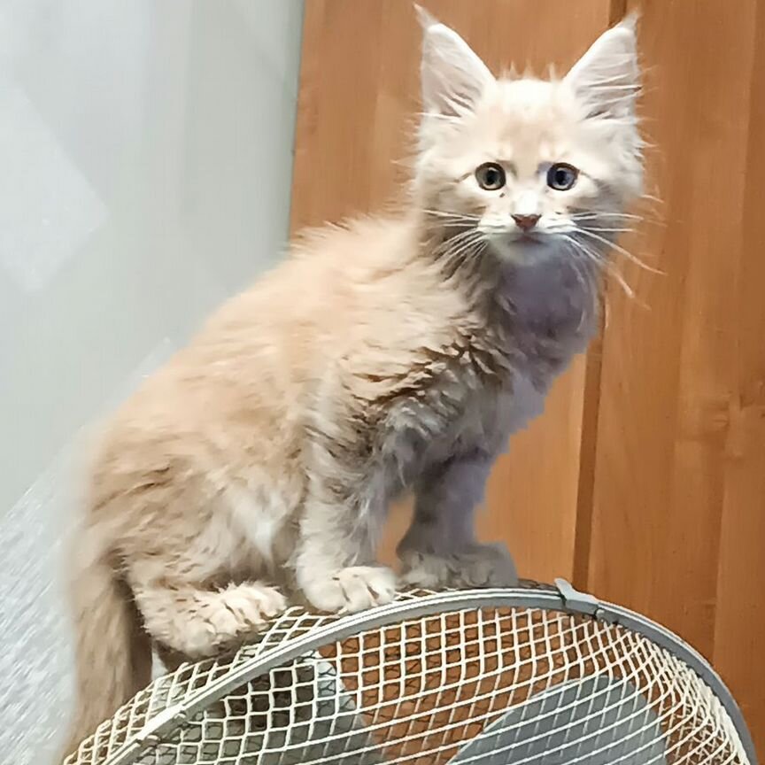 Мейн-кун котёнок