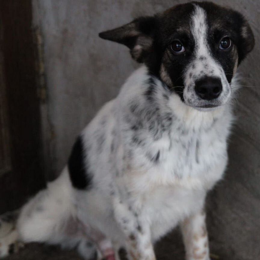 Щенок мальчик 5 месяцев