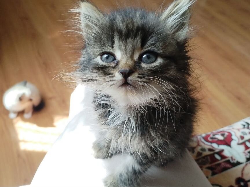 Отдам котят в хорошие руки