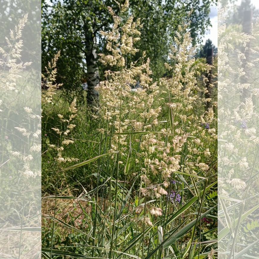 Канареечник тростниковый, Фалярис