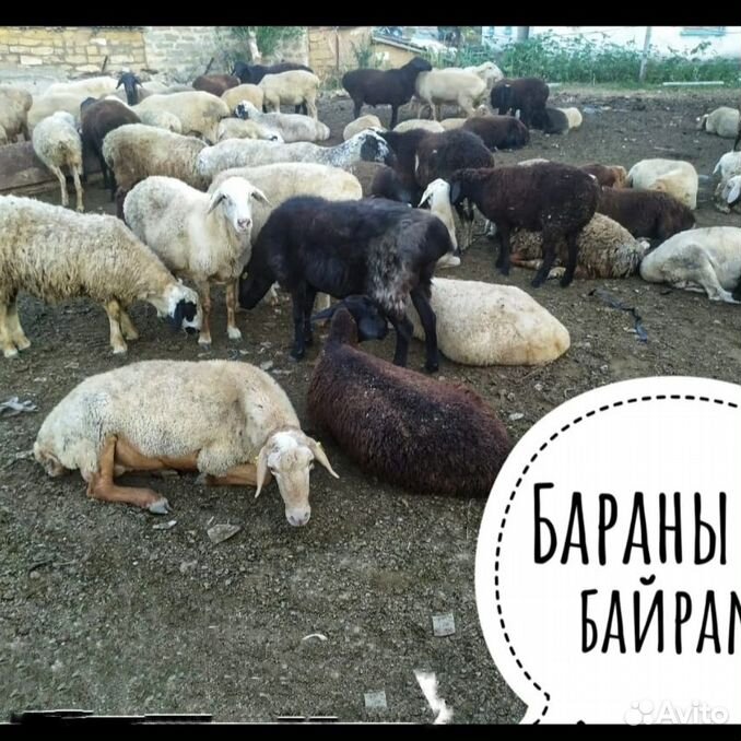 Барашки на къурбан байрам