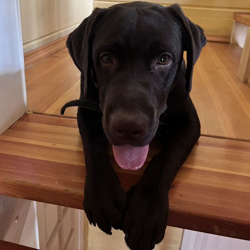 Лабрадор-ретривер, вязка