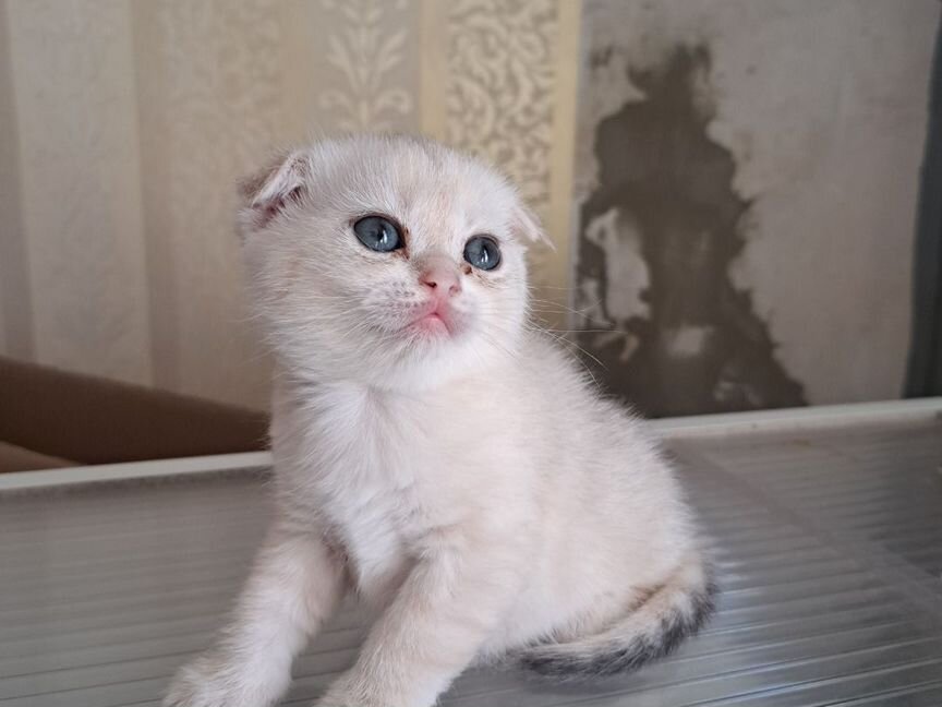 Золотая шиншилла