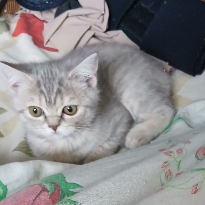 Британский короткошёрстный котёнок