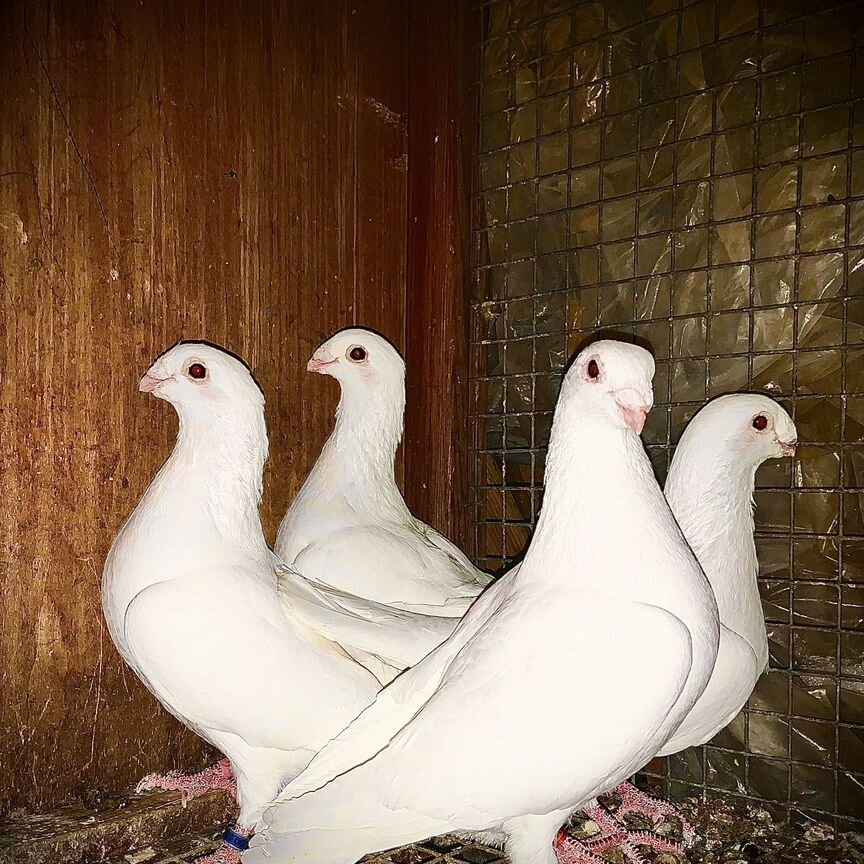 Останкинские голуби